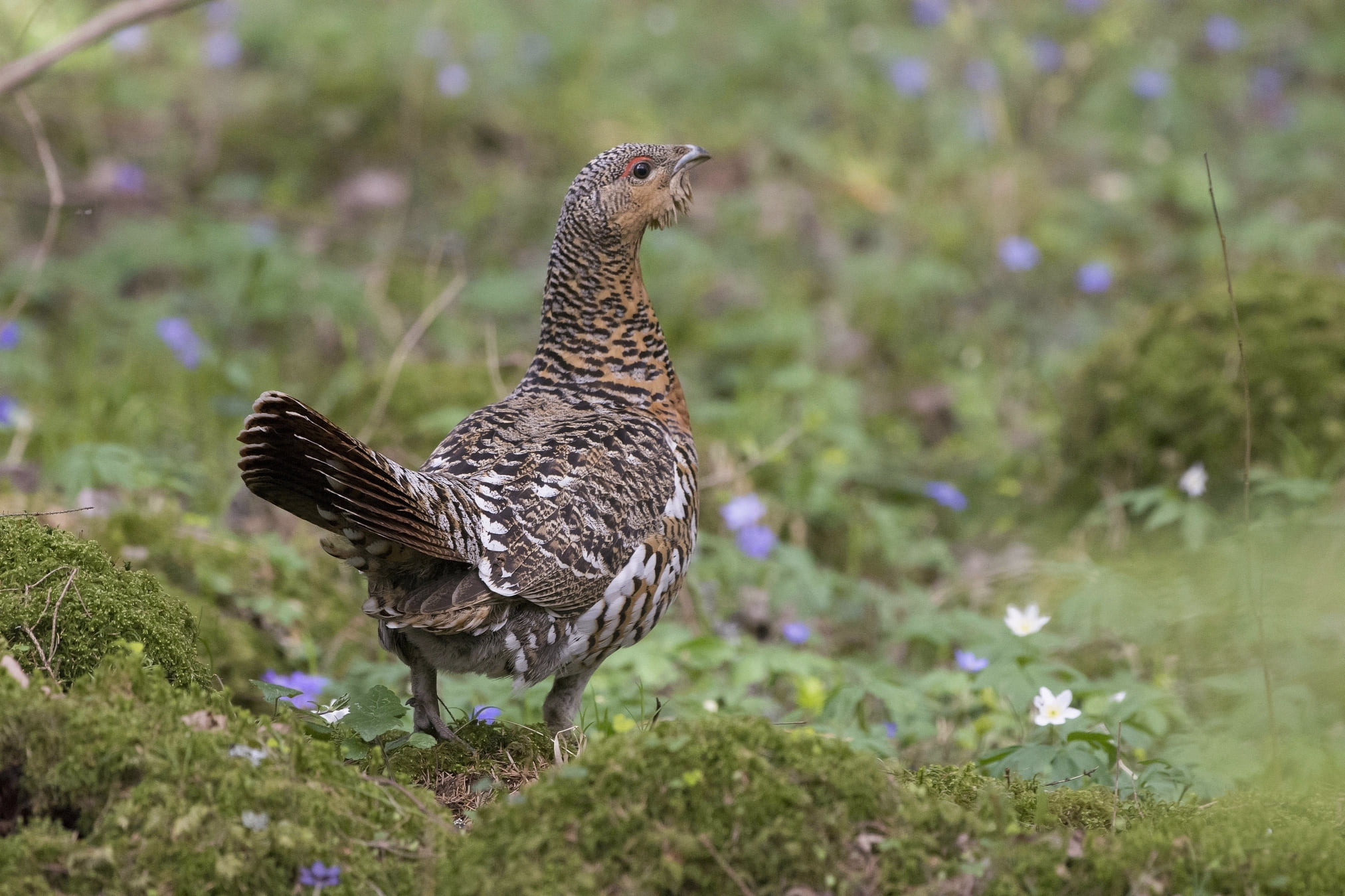 Metsis • Päästame Eesti Metsad - Save the forest