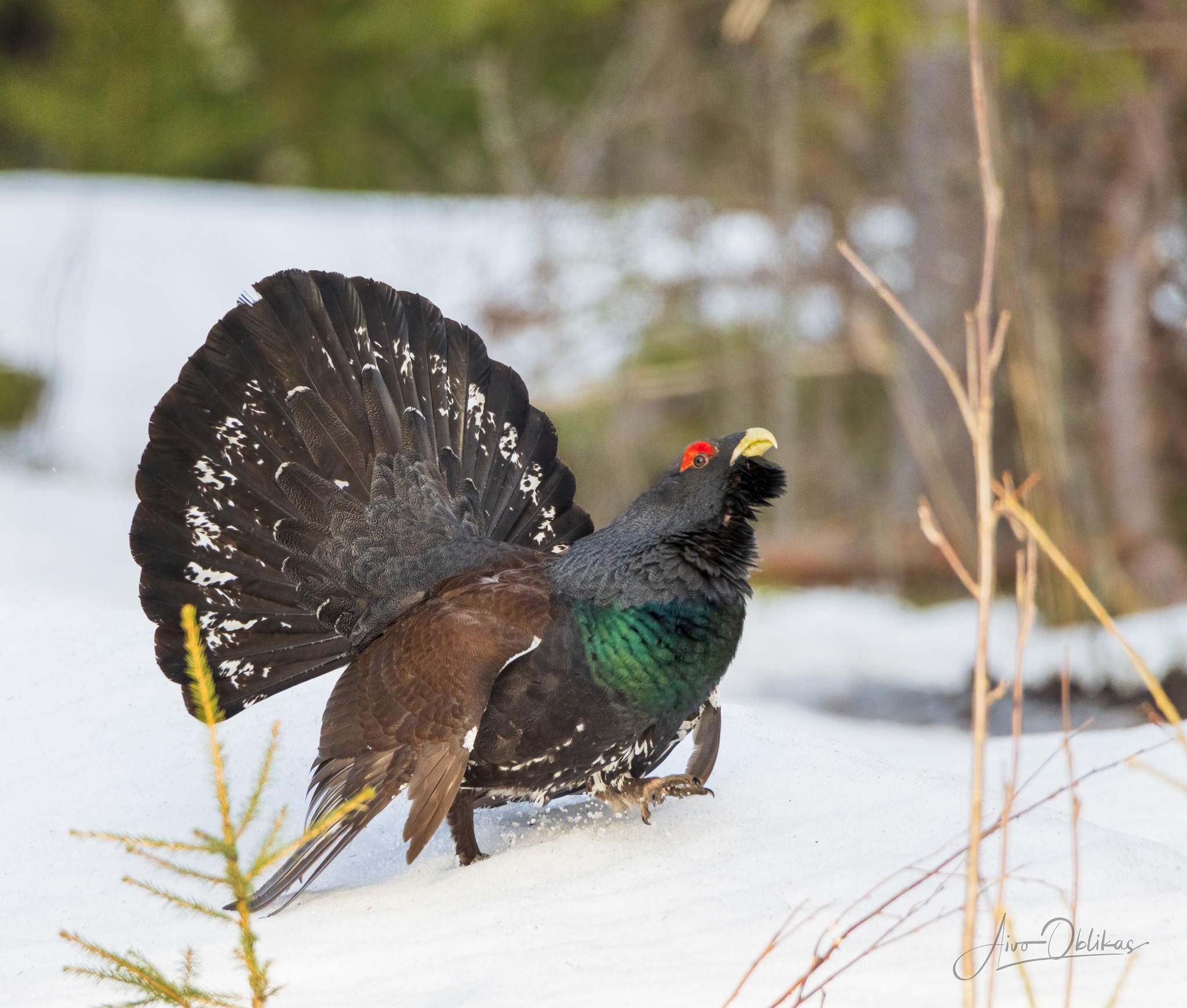 Avaleht • Päästame Eesti Metsad - Save the forest